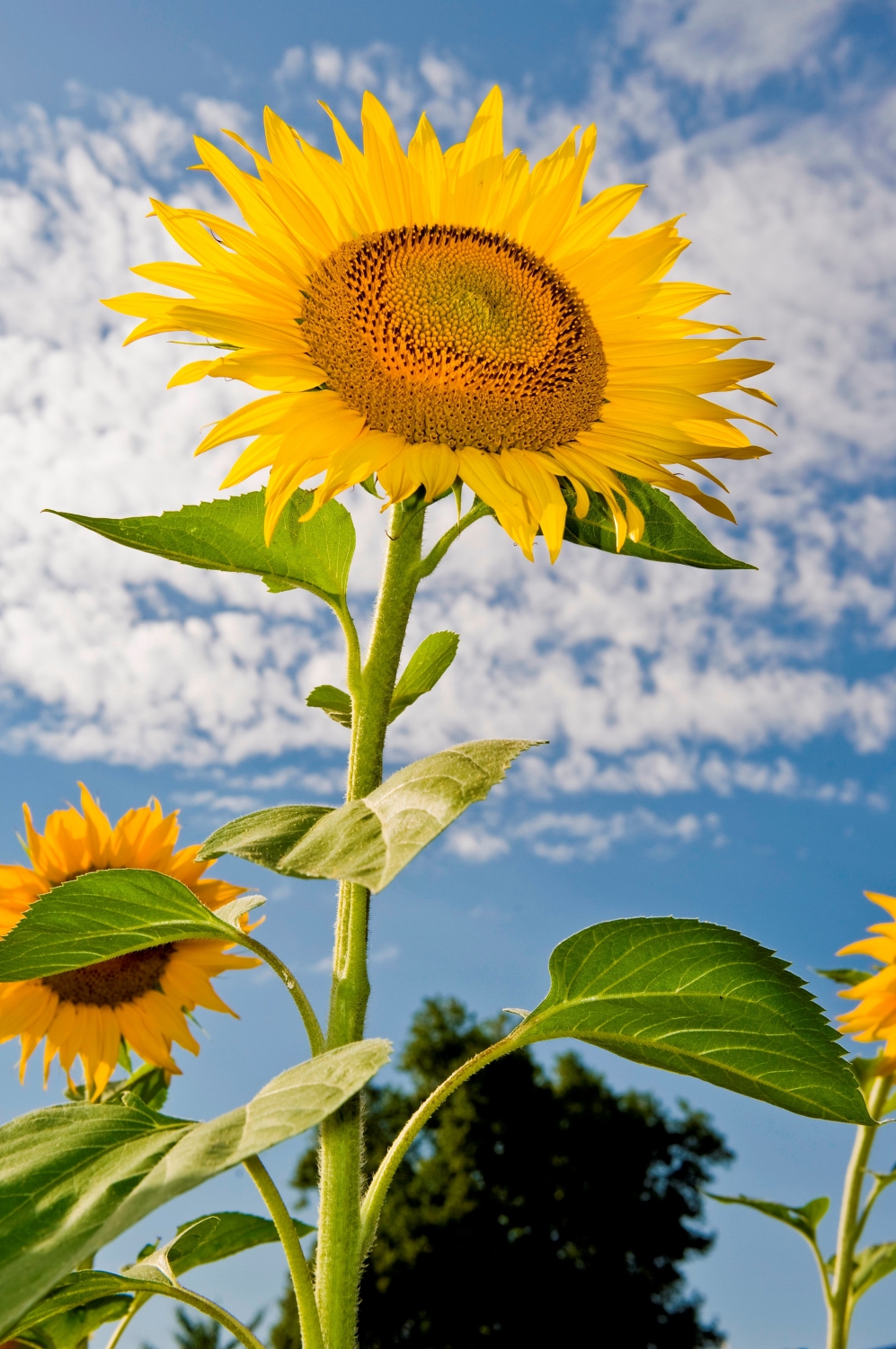 Graines de tournesol - Dans quels aliments se cachent les oméga 6 ... Graines de tournesol - Dans quels aliments se cachent les oméga 6 ...