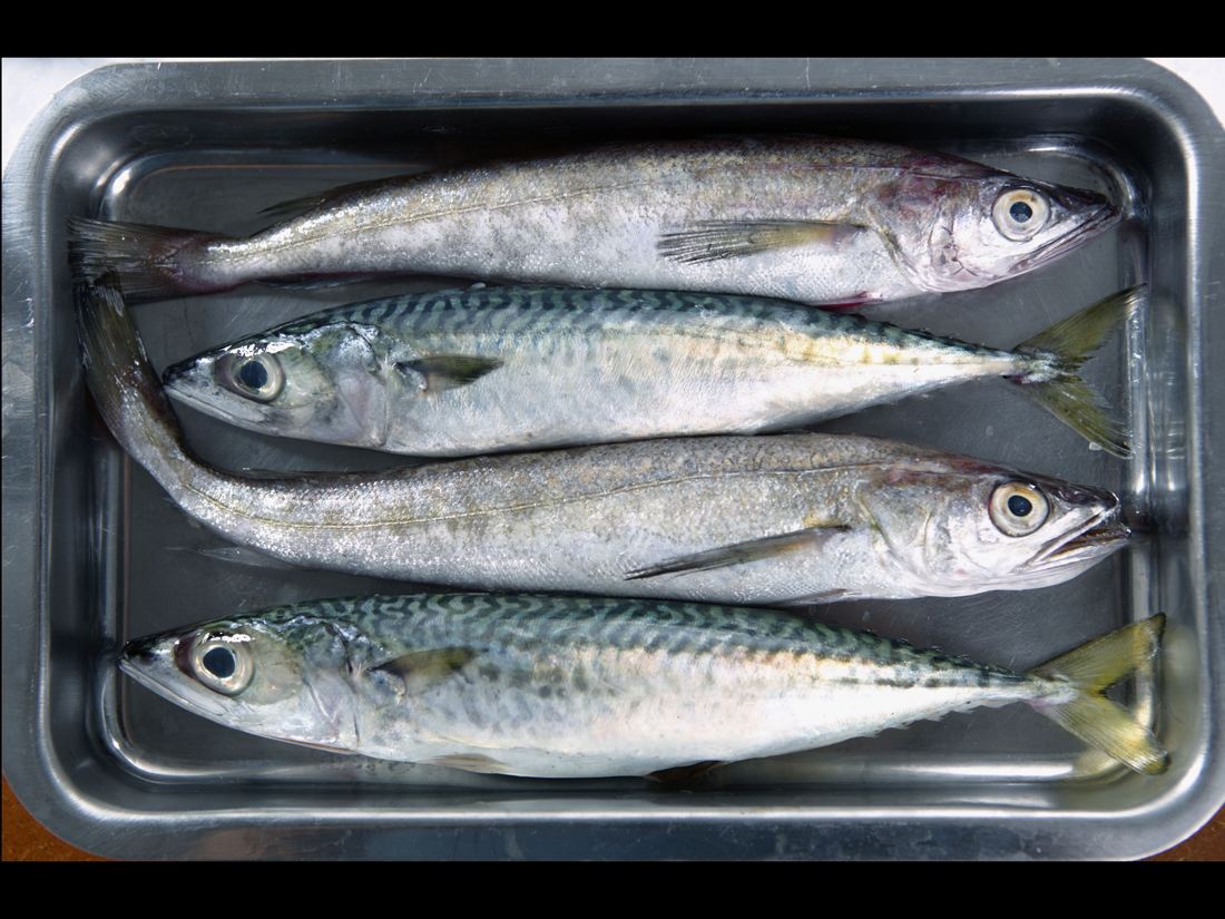 Maquereau - Coaching : 5 poissons pour les fauchés - Elle à Table