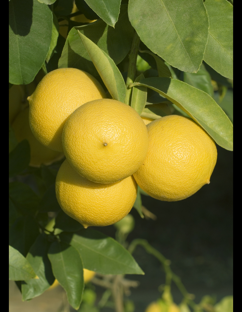 La bergamote - Les produits cultes d'Adeline Grattard - Elle à Table