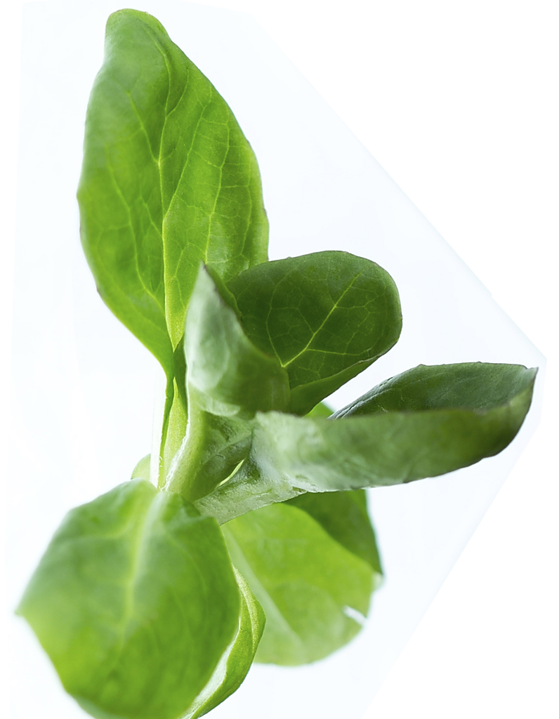 LA MÂCHE - Les produits cultes de Pierre Sang Boyer - Elle à Table