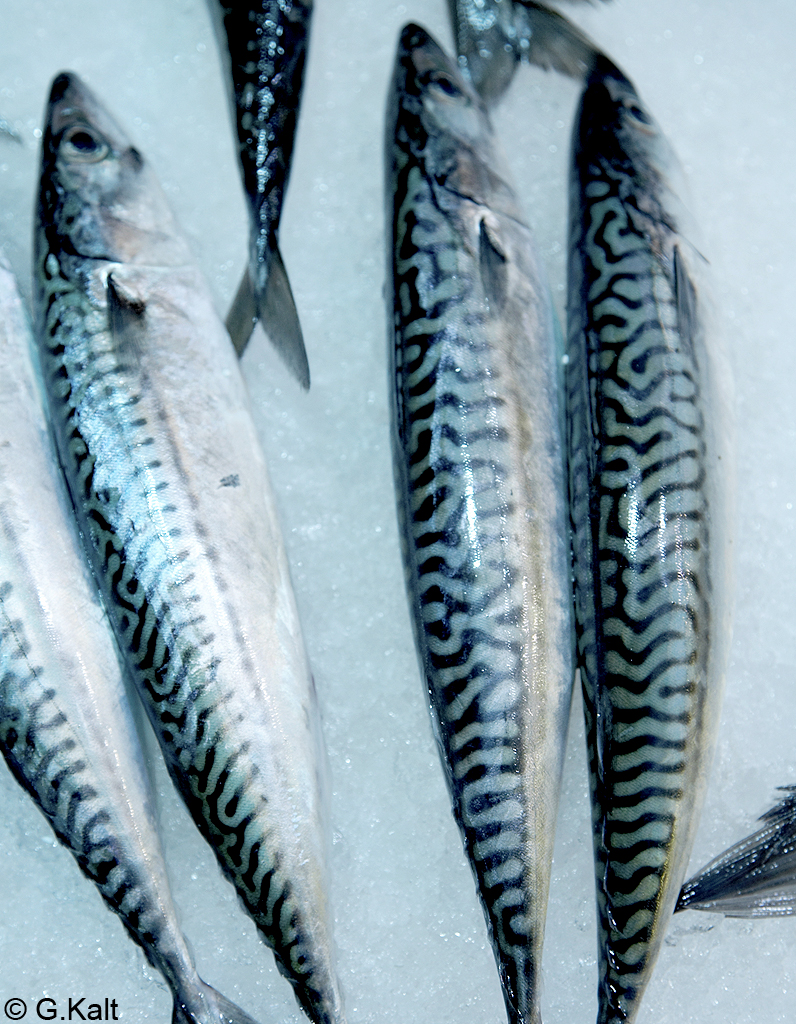 Le maquereau - Les produits cultes d'Eric Fréchon - Elle à Table