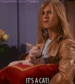 Quand Rachel adopte un chat… - Friends : les 100 scènes cultes en gifs ...